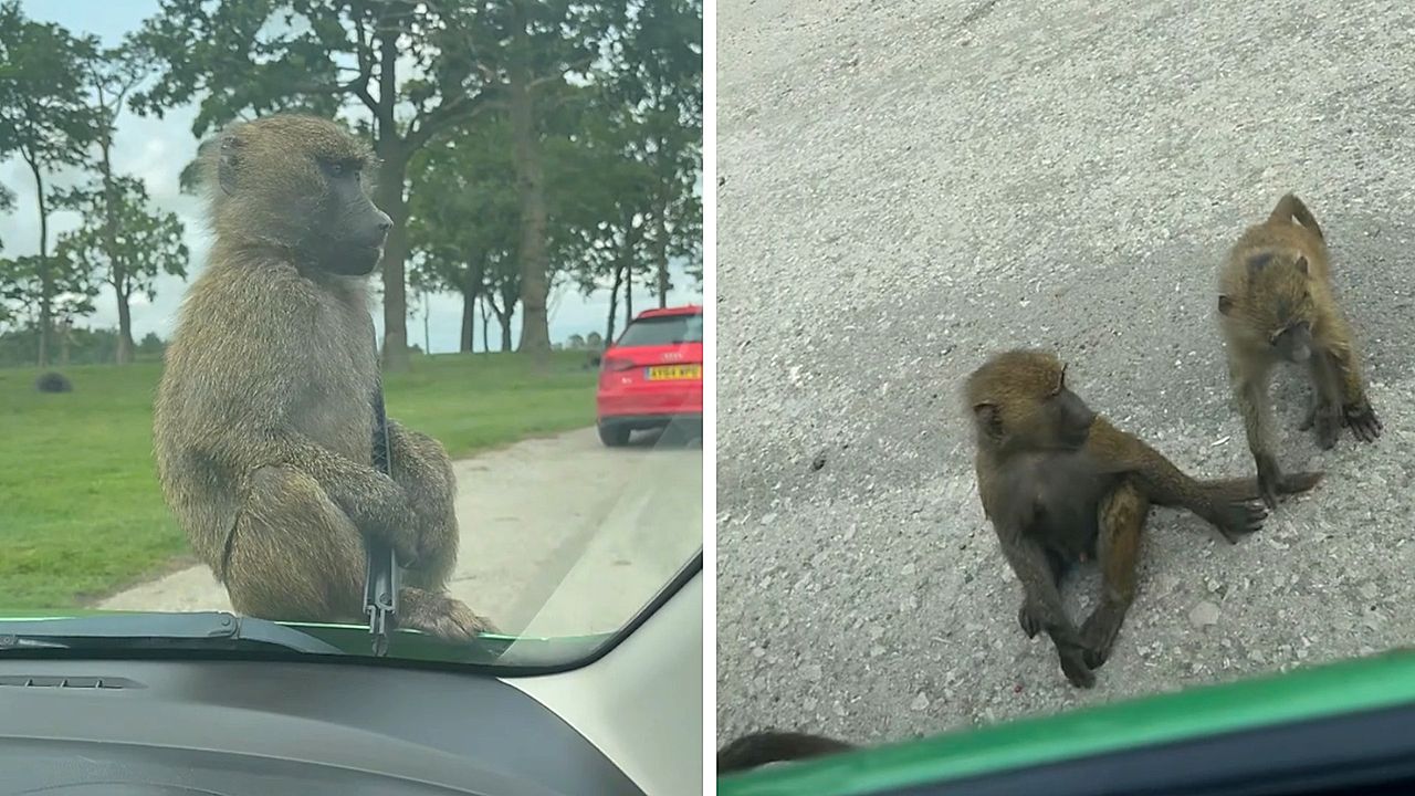 Playful monkeys climb and swarm car at Knowsley Safari