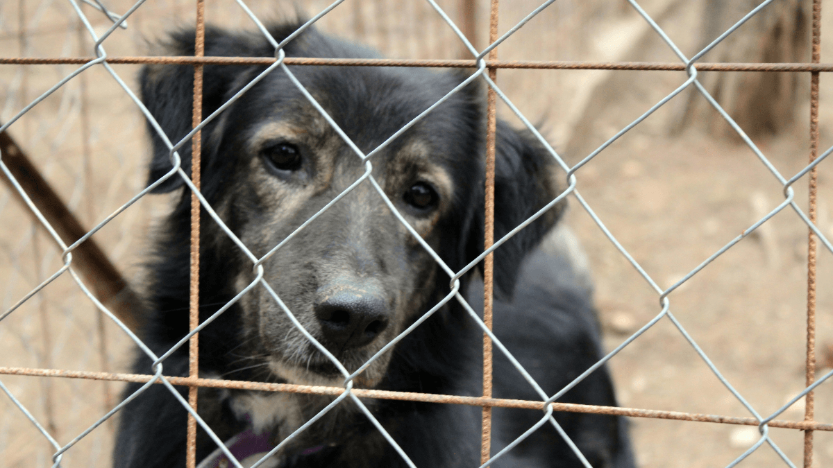 RSPCA warns the import of rescue dogs may be "posing a risk to the UK"