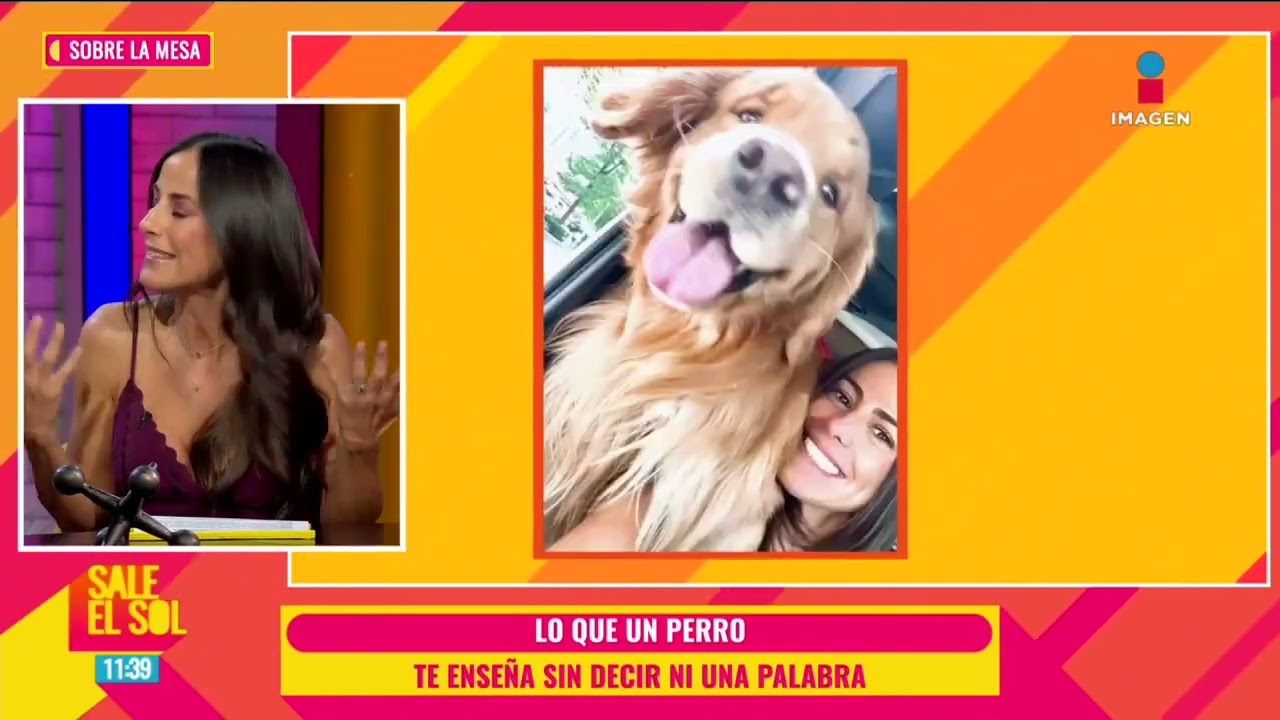 ¿Tienes un VÍNCULO SANO con tu PERRO? El experto revela cómo conectar ...