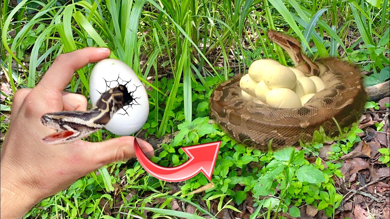 I discovered a giant python nest on an island! 🐍