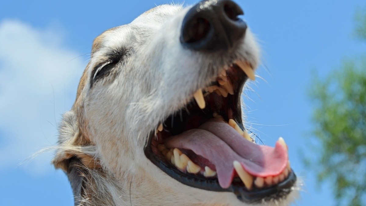 How to know if your dog is happy: 8 surefire tips