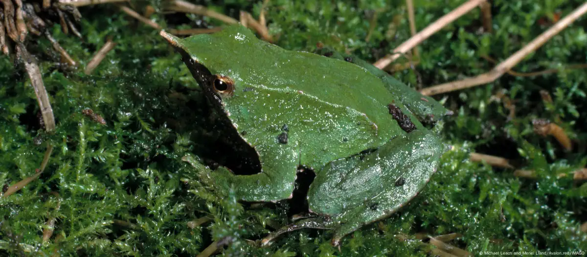 Chile redobla esfuerzos por salvar a la “ranita de Darwin”