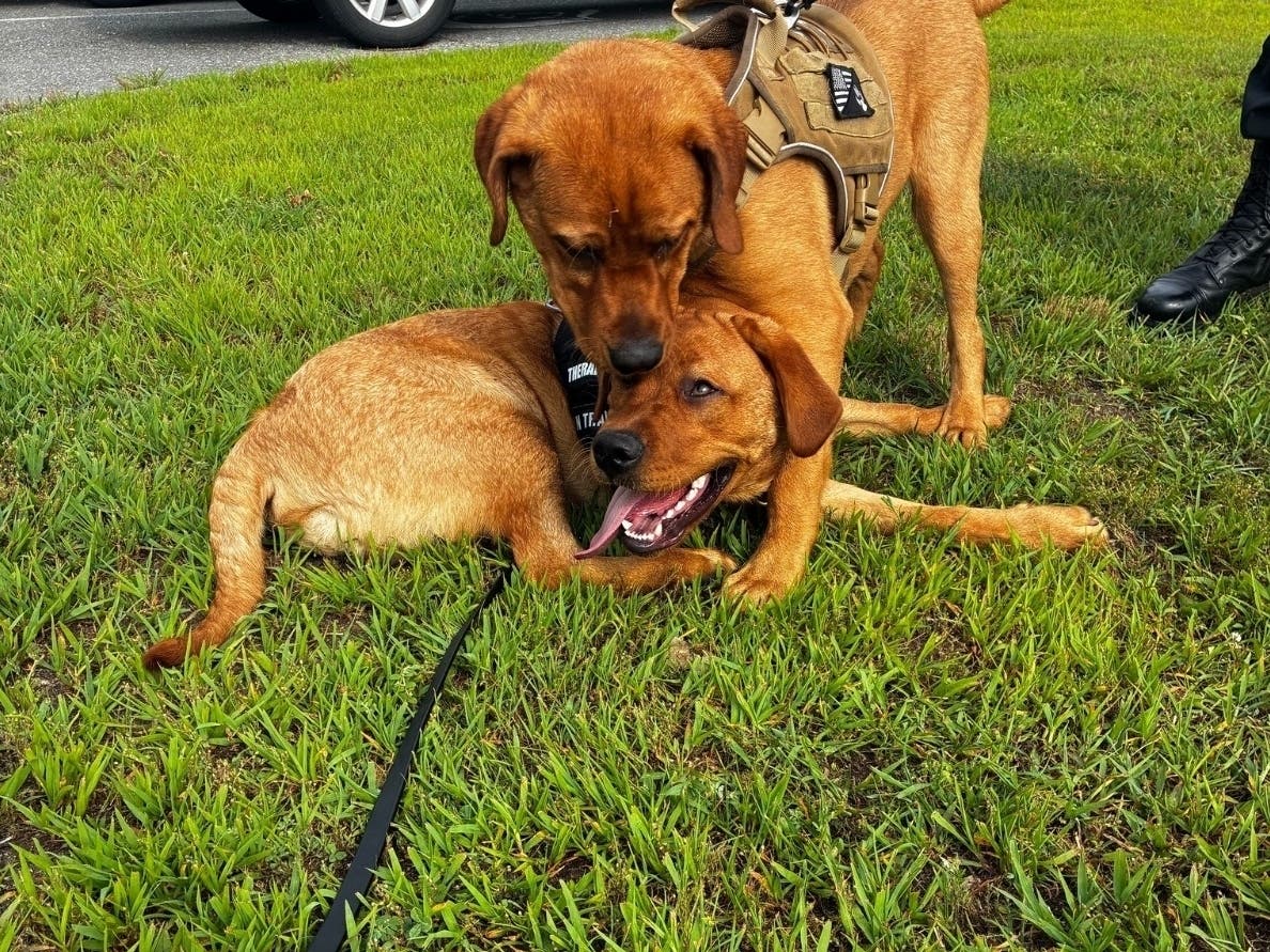 Police Pup Siblings Reunite In Adorable Moment In Worcester County