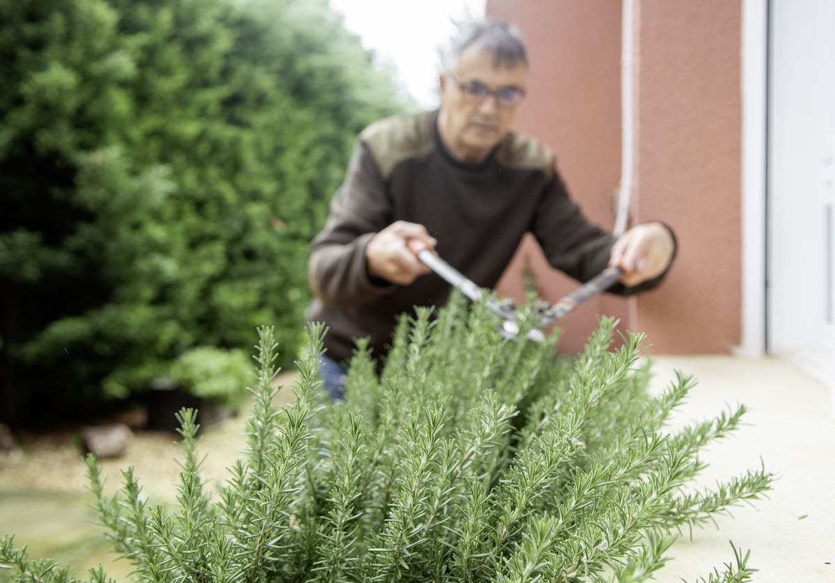 This is the Best Way to Keep Your Rosemary Plants Happy