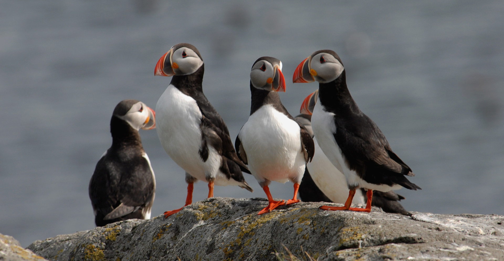 Puffins: the charismatic seabirds of the North