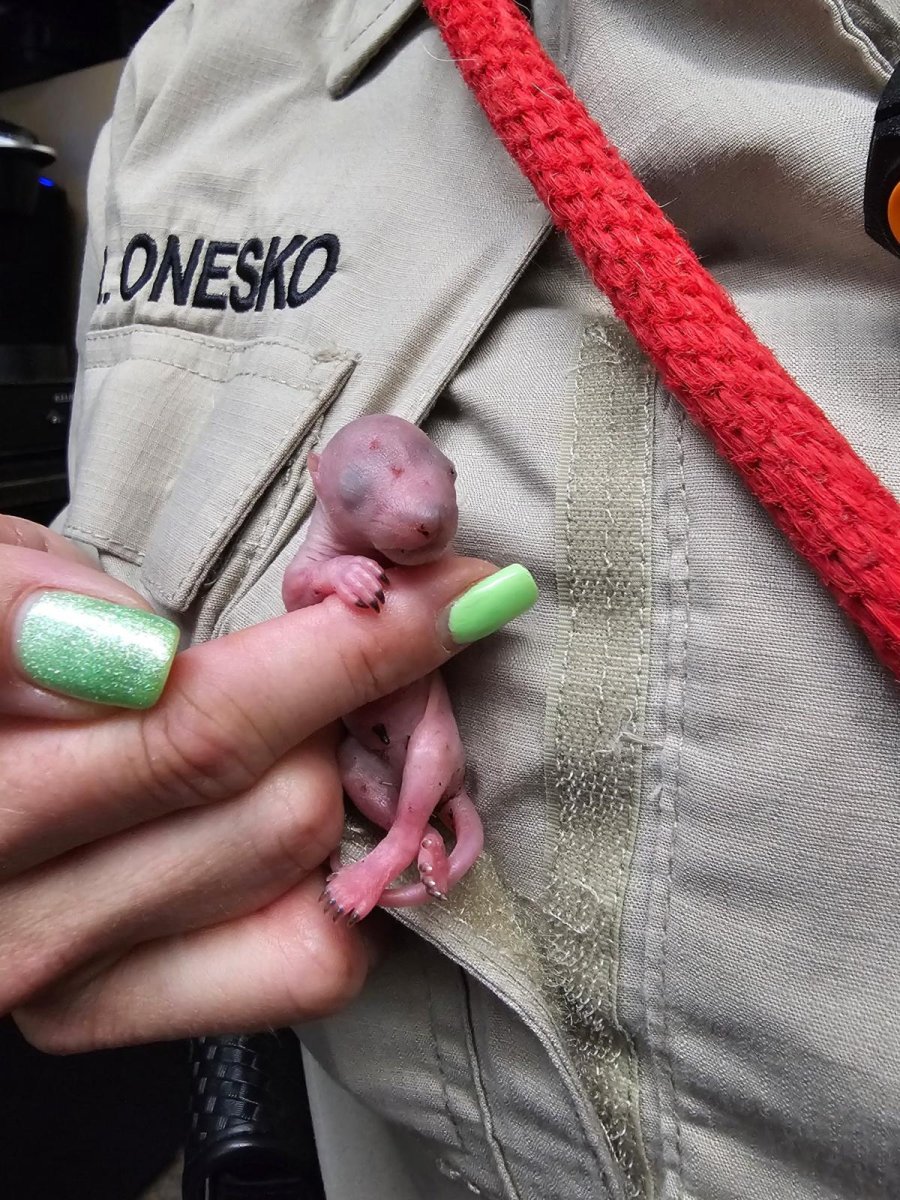 Watch: Newborn squirrel rescued after falling out of tree