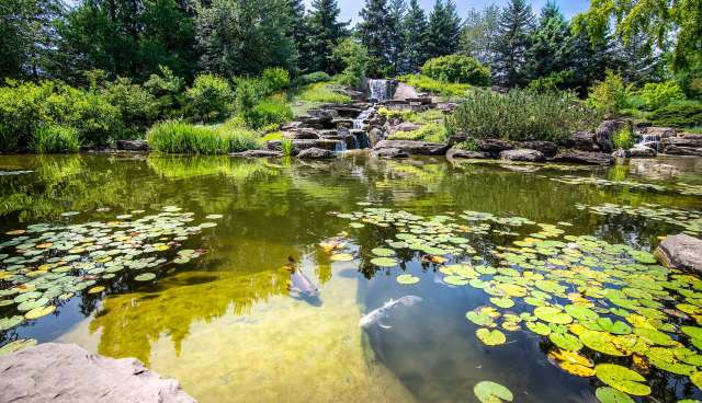 Research team uses specially trained dogs to track down elusive aquatic ...