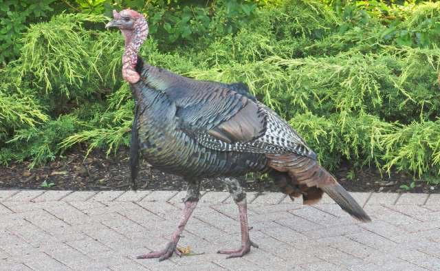 Video shows unsuspecting driver's shocking encounter with aggressive ...