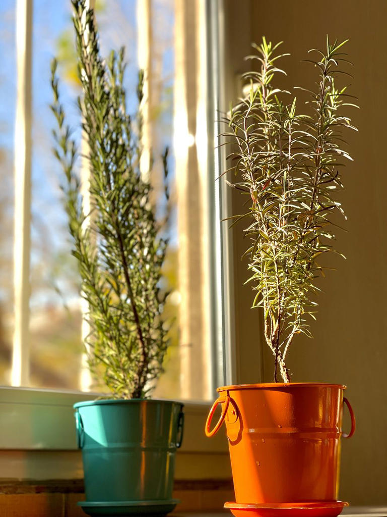 This is the Best Way to Keep Your Rosemary Plants Happy