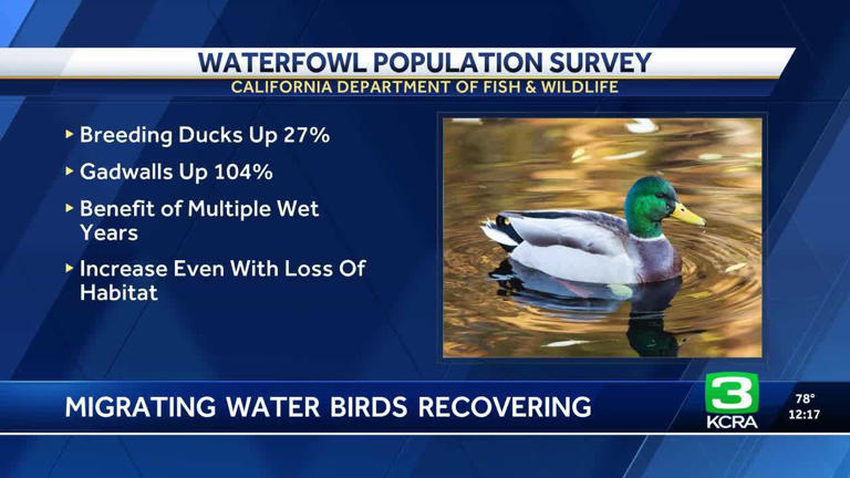 California's duck population continues rebound from drought impacts