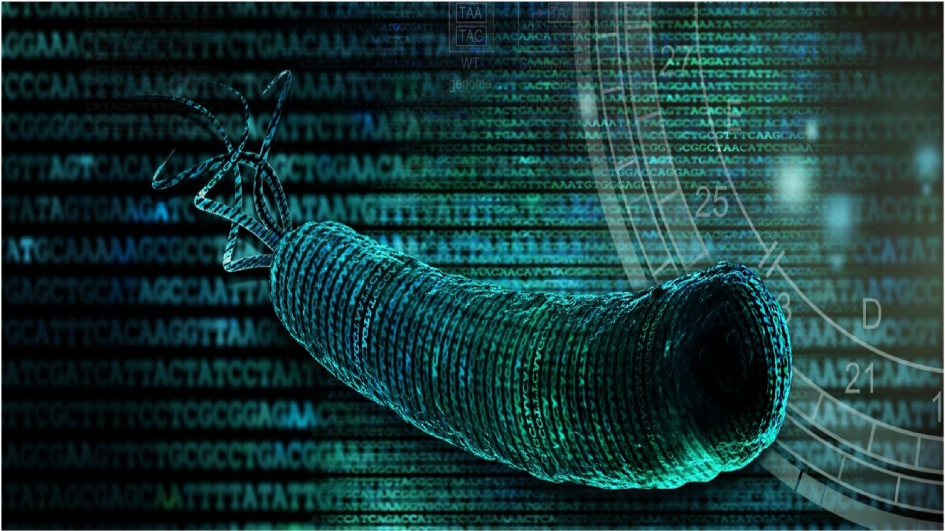 Synthetic E. coli with compressed DNA outsmarts viruses in radical genetic leap