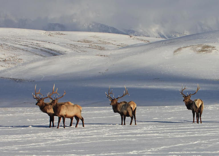 Trump’s pick Nesvik confirmed as Fish and Wildlife director with some ...