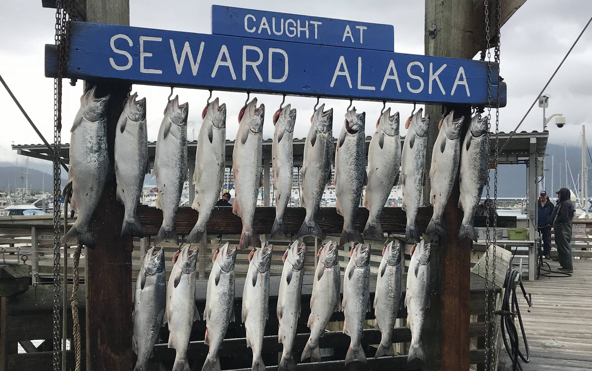 Seward Silver Salmon Derby opens for 70th year on Saturday