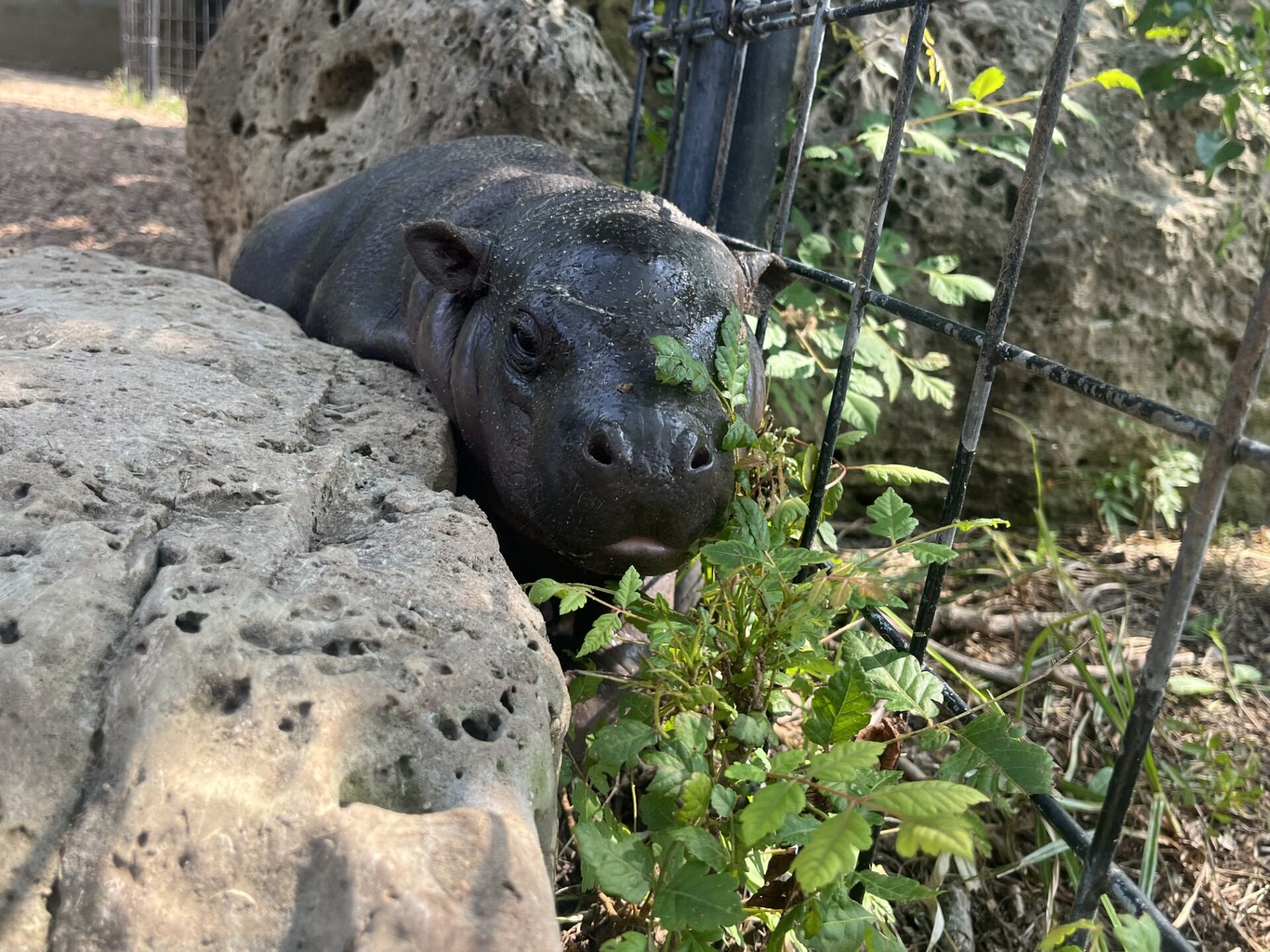 New baby pygmy hippo born at Tanganyika Wildlife Park