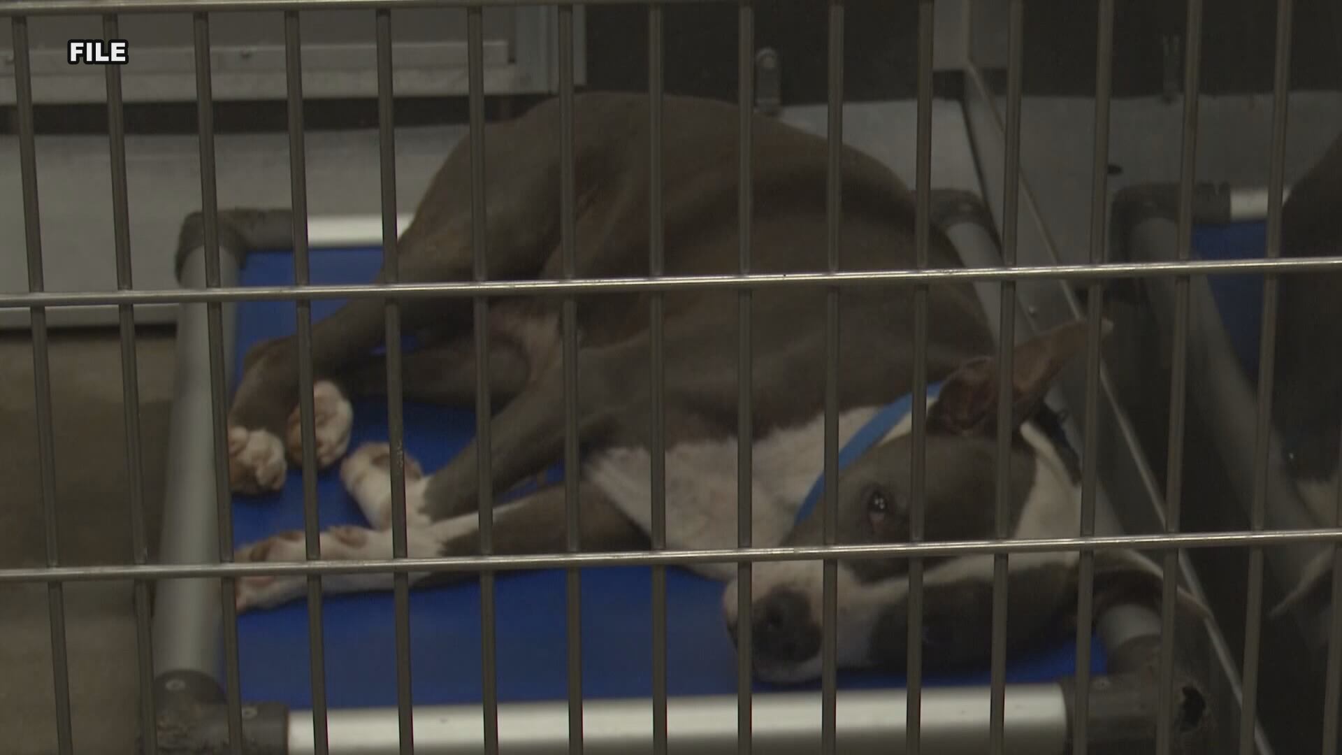 Over 600 animals euthanized in Bell County, officials push for no-kill ...