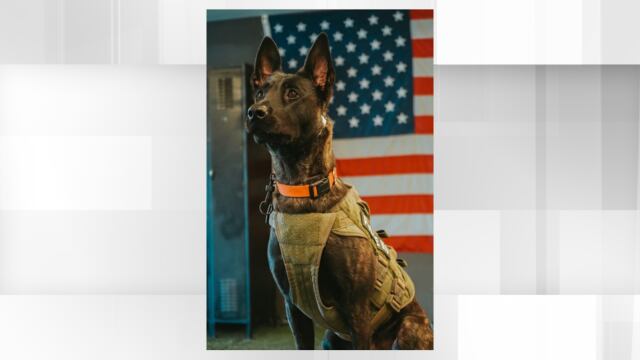 Questions remain after police K9 killed in line of duty in North County