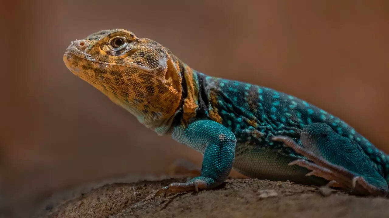 5 most colourful lizards that seem to be painted on a canvas