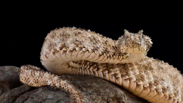 Rare spider-tailed horned viper found in Iran with spider-shaped tail ...