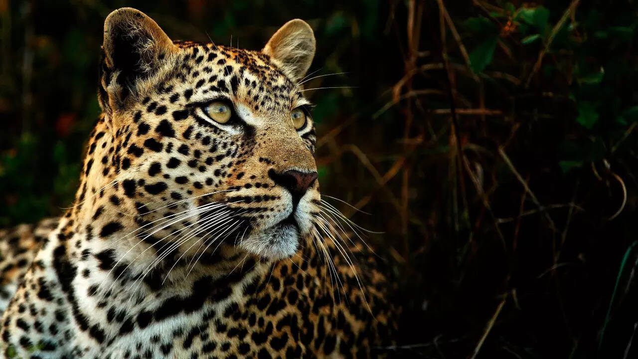 10 nocturnal animals that can be spotted during night safari