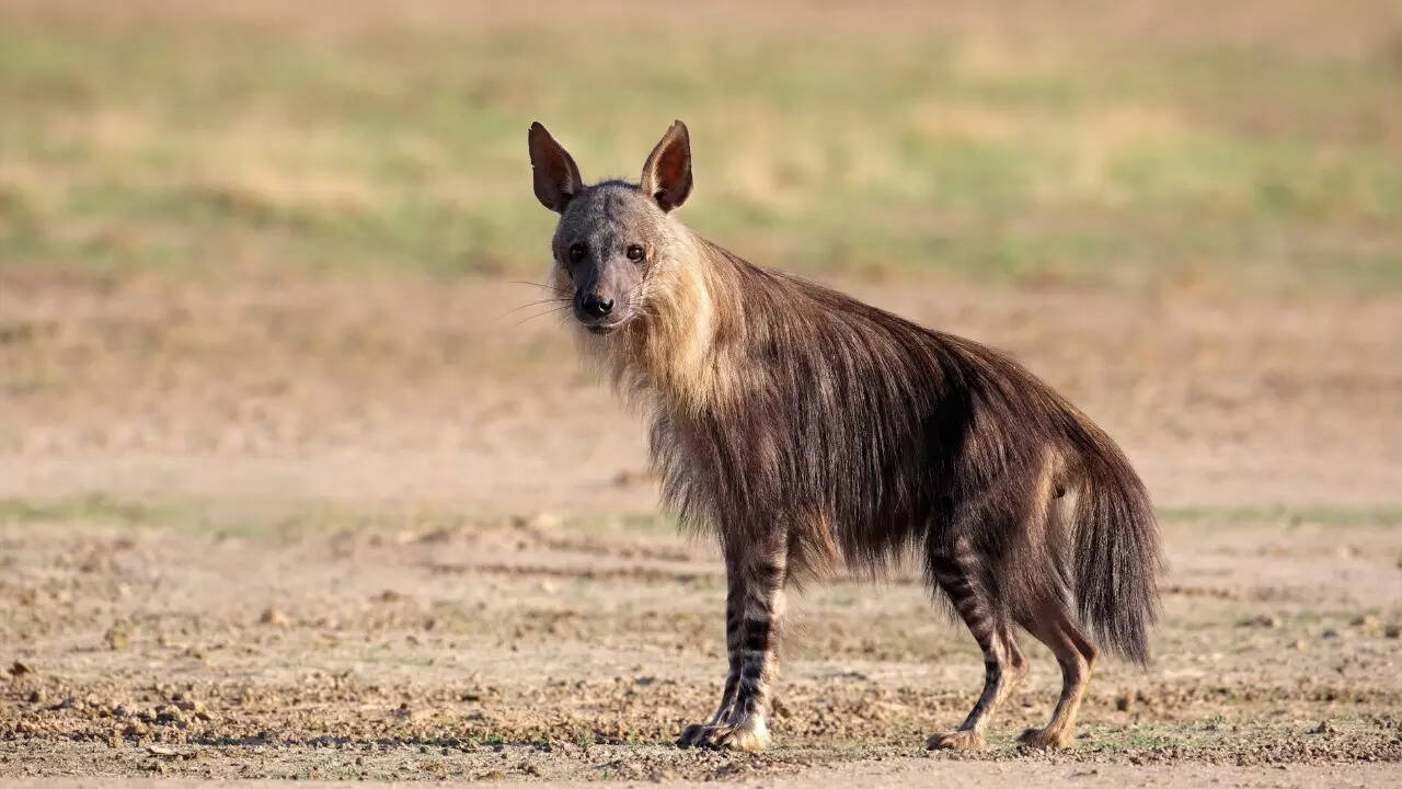 10 nocturnal animals that can be spotted during night safari