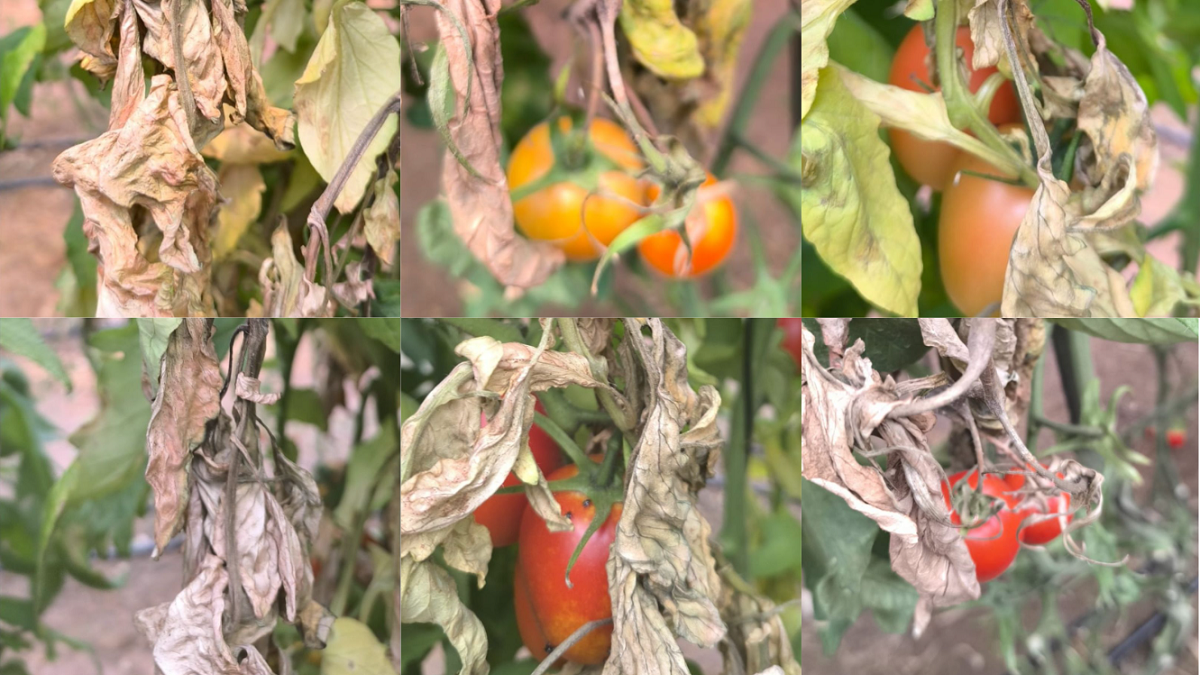 Guía avanzada para el control de Botrytis (moho gris) en el cultivo de ...
