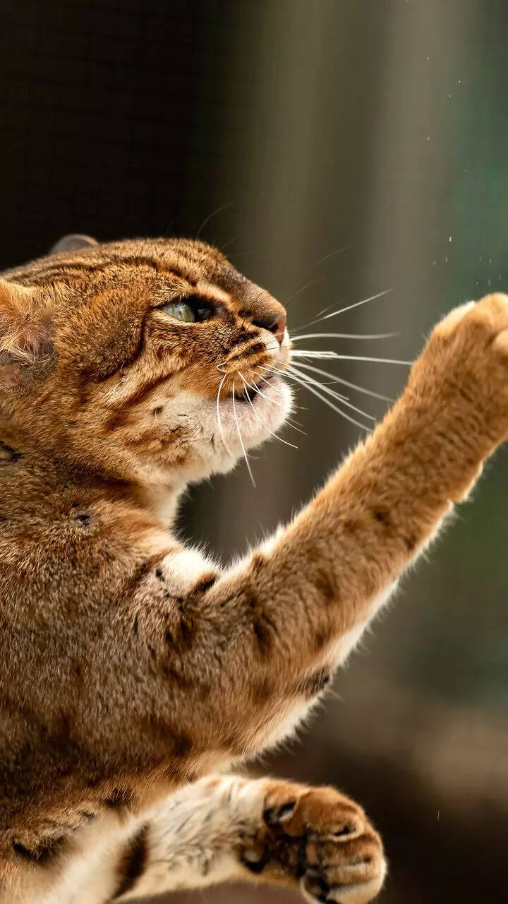 10 lesser-known wild cats of India