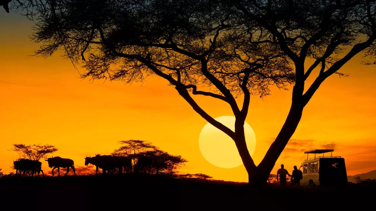 10 nocturnal animals that can be spotted during night safari