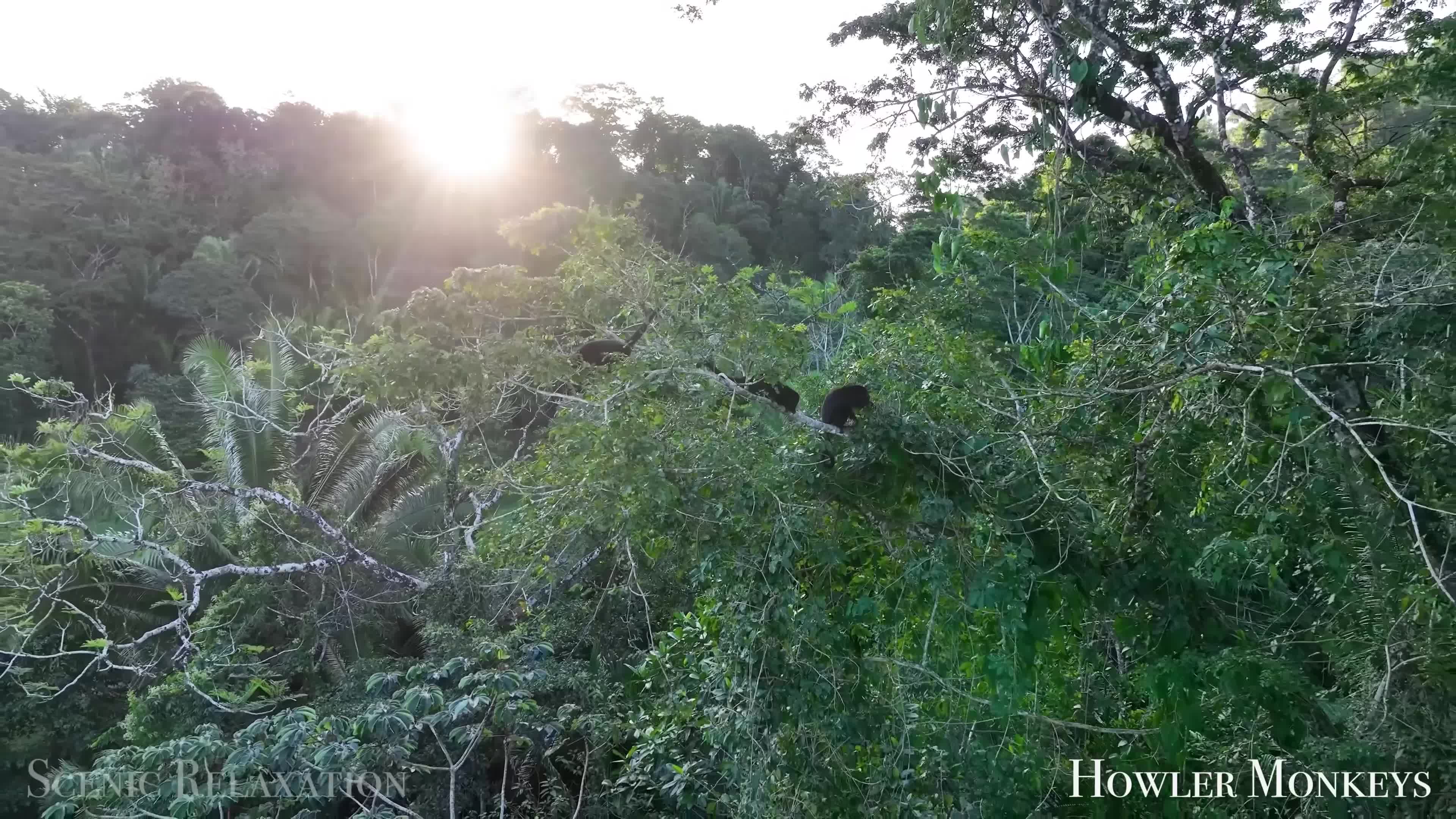 Utforska Tikal och djurlivet i Guatemala – 4K-drönarfilm