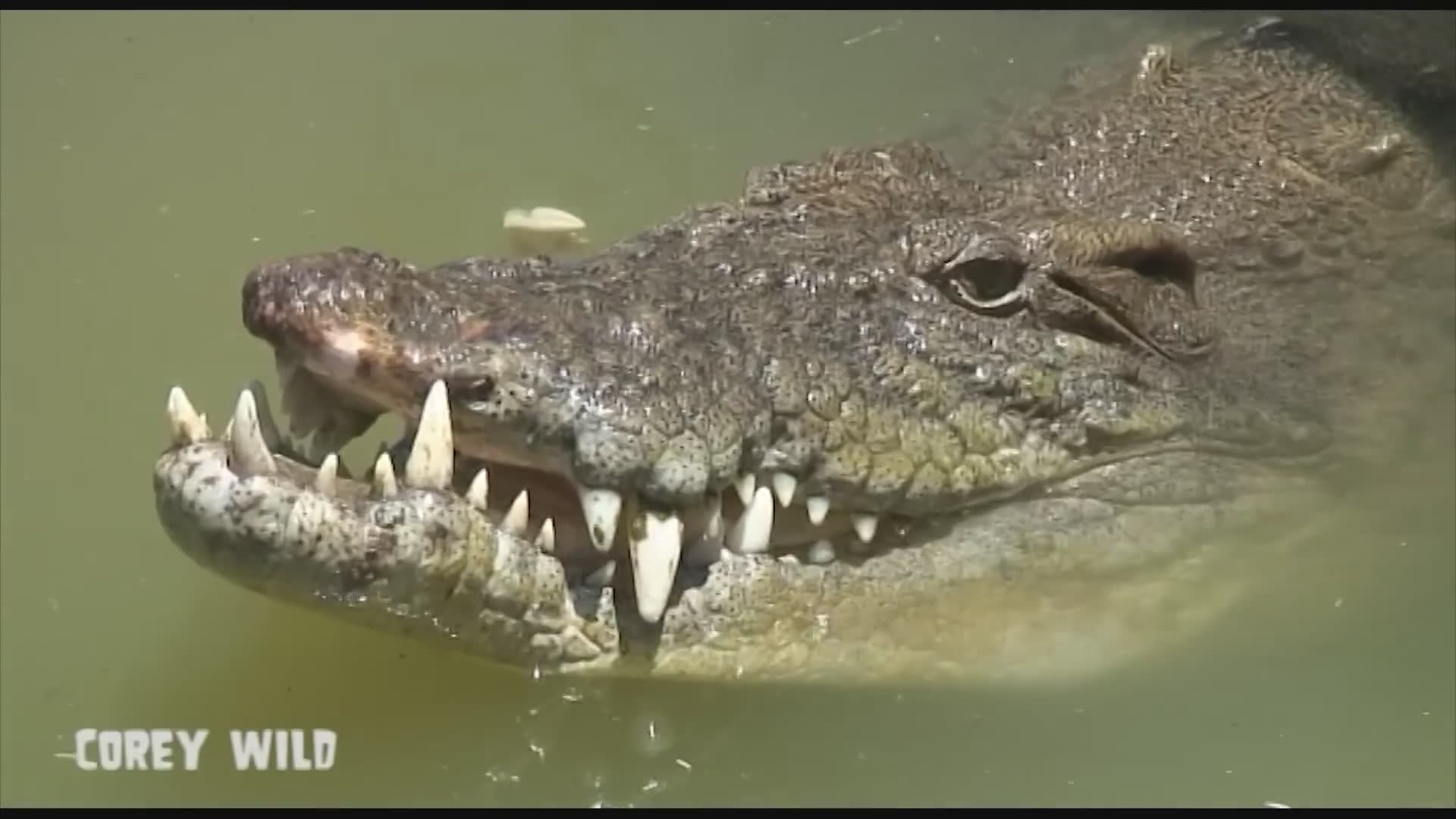 Top 10 deadly animals in Australia