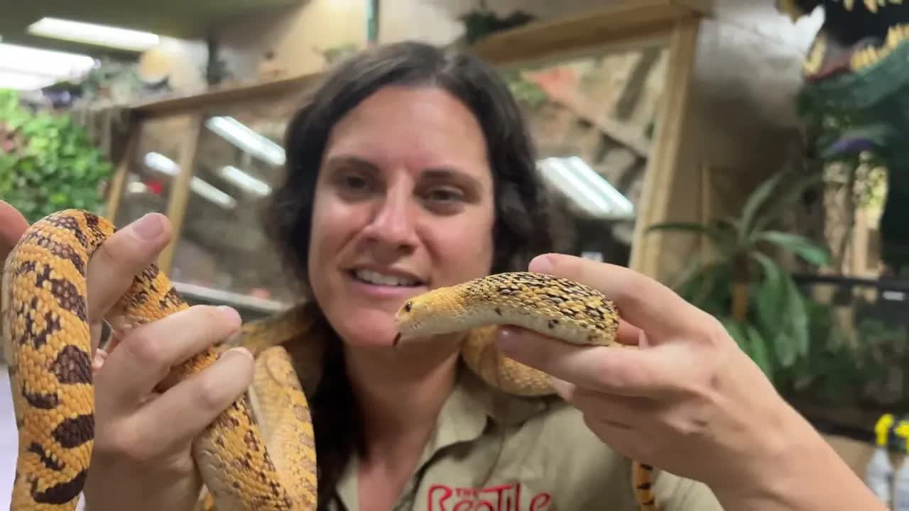 Snakes Come In So Many Different Colors and Sizes