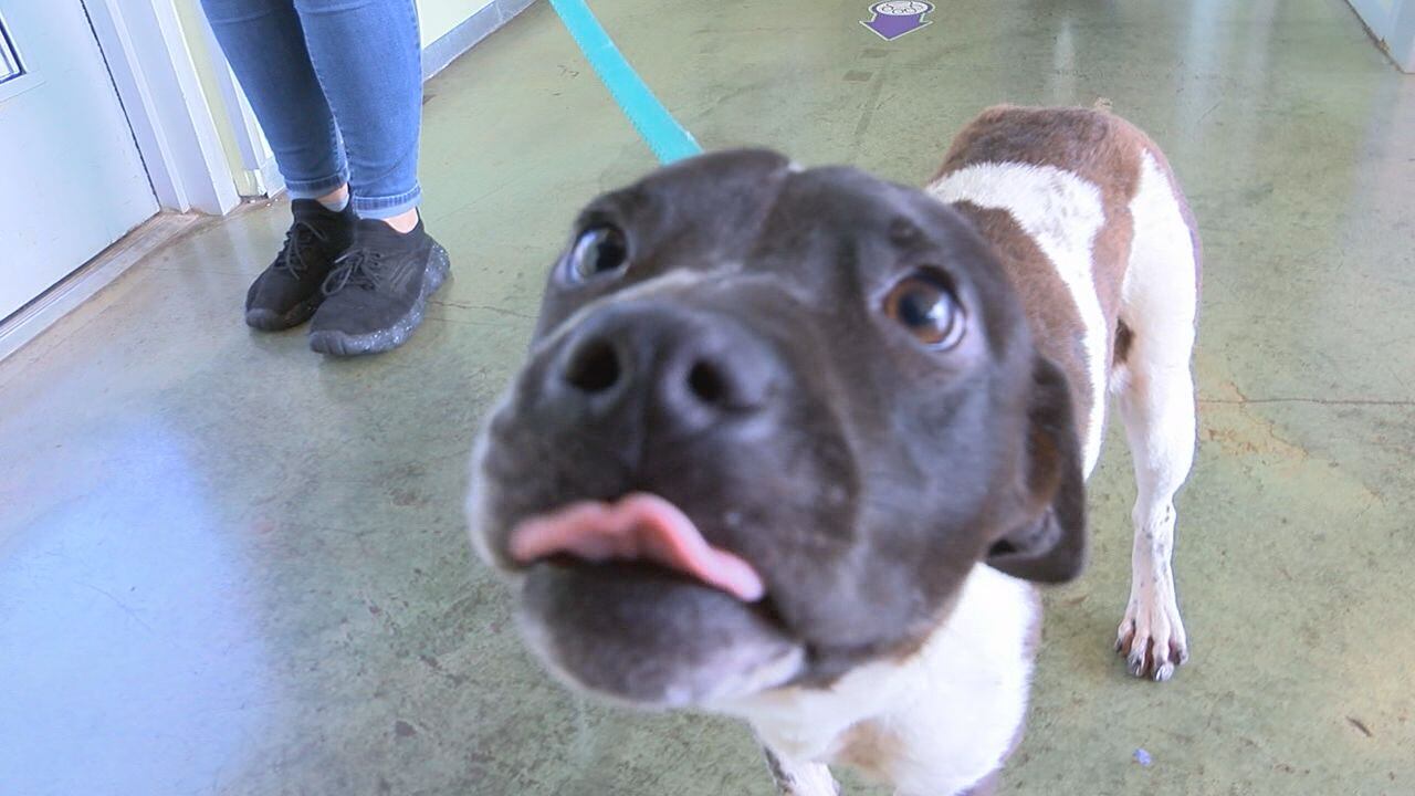 Longview animal shelter offering $25 DOGust adoptions Saturday