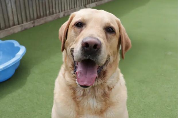 5 dogs at Dogs Trust Evesham would love to find a forever home