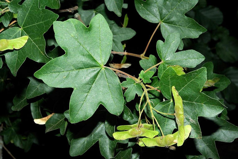 Cultivo y cuidados completos del arce menor (Acer monspessulanum)