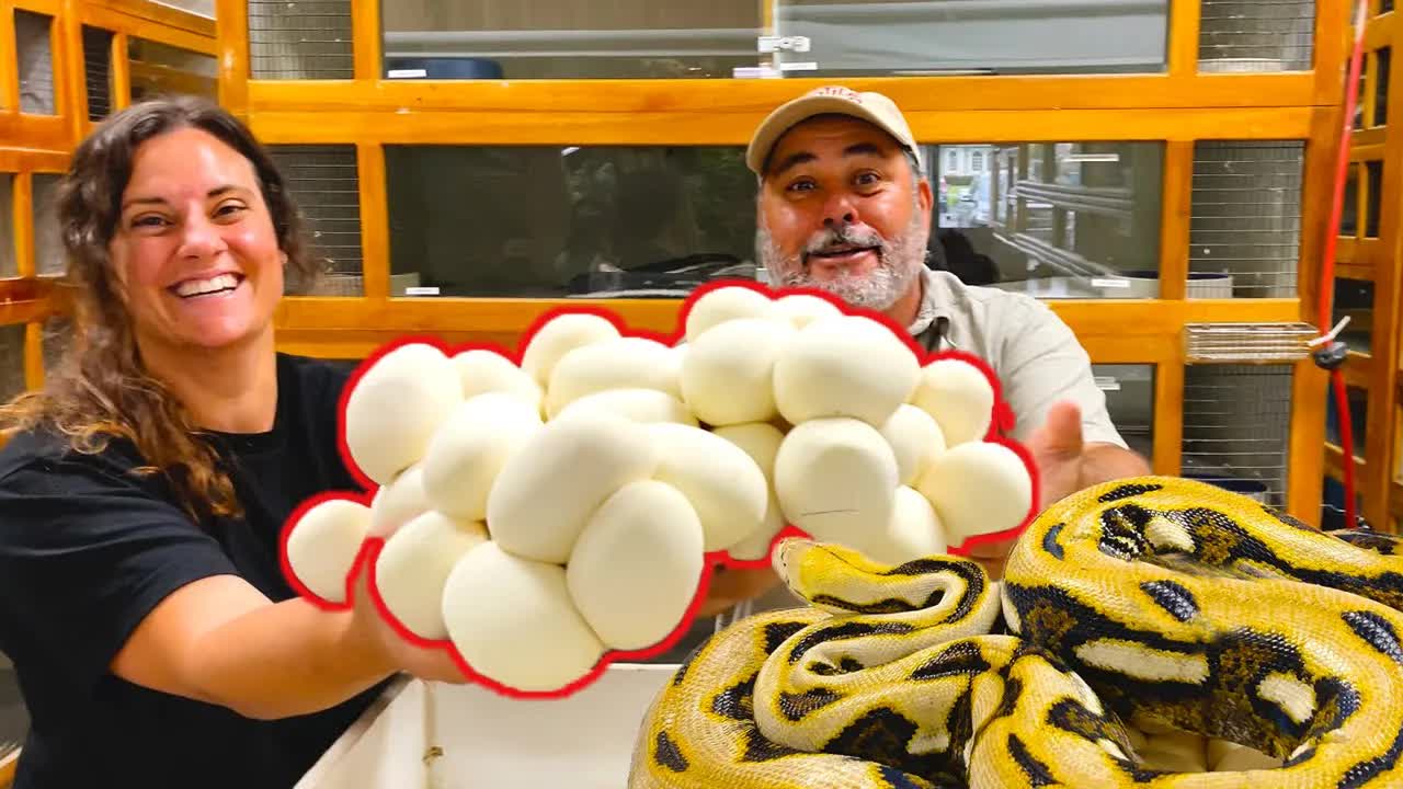 Hatching Beautiful Rare Baby Snakes with my Dad