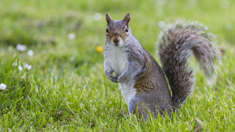 A Simple And Beneficial Solution For Keeping Squirrels Off Your Lawn