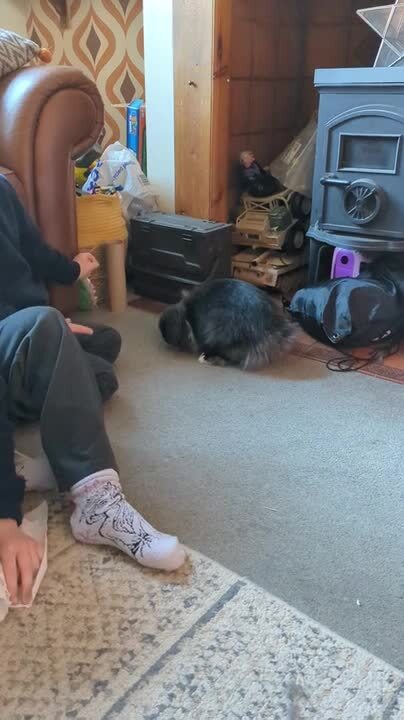 Rabbit Performs Flip Tricks With Cardboard Roll Mesmerizing Kids With ...