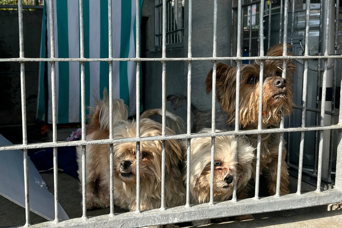 Animal shelters surge with abandoned pets after owners are detained or ...