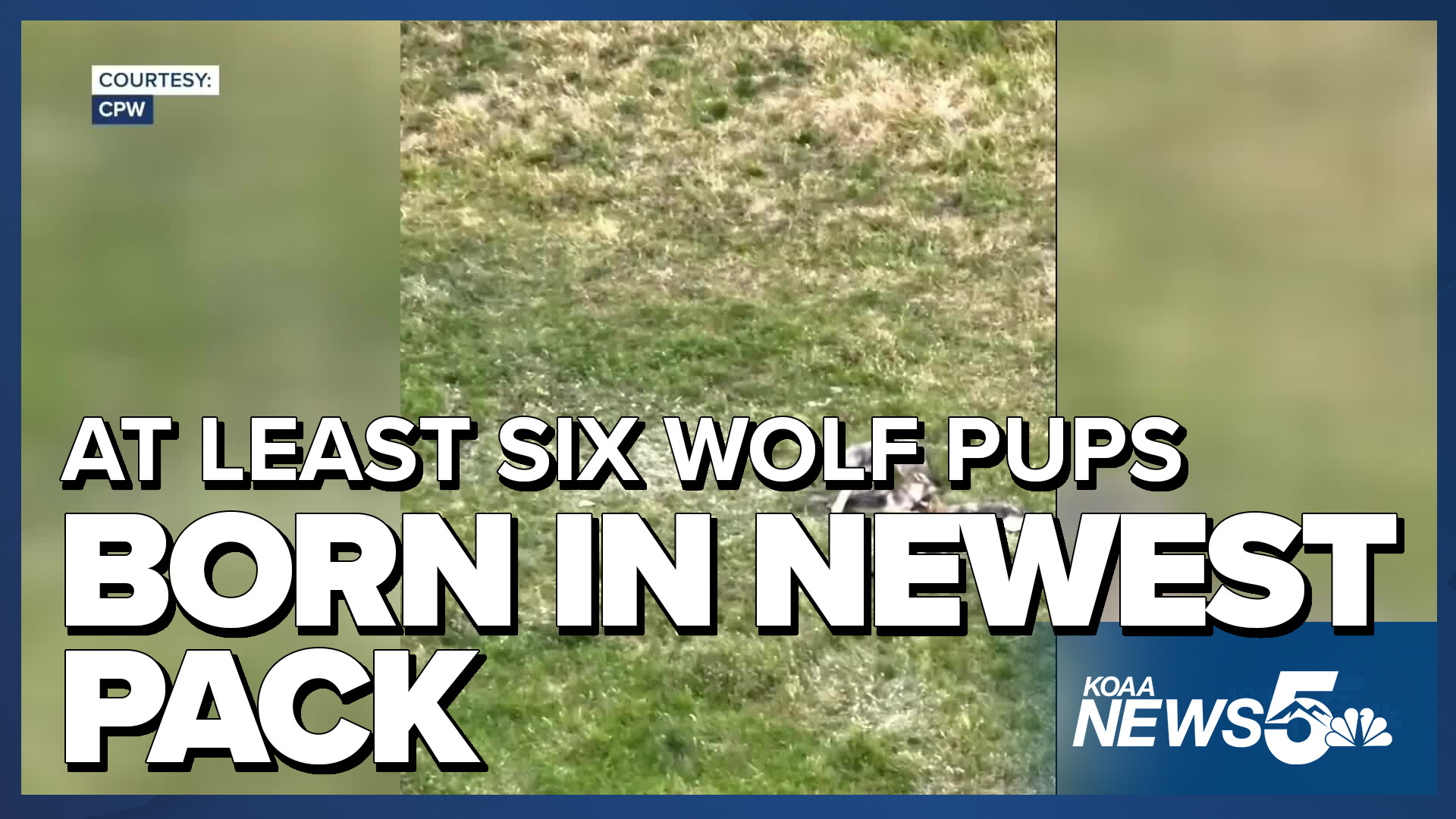 At least six wolf pups born in one of Colorado’s newest packs, CPW says