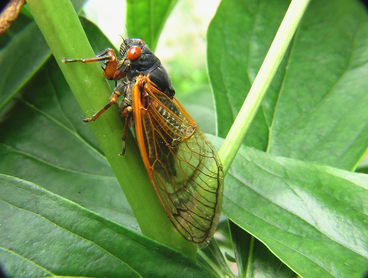 📢 How do cicadas make their noise?