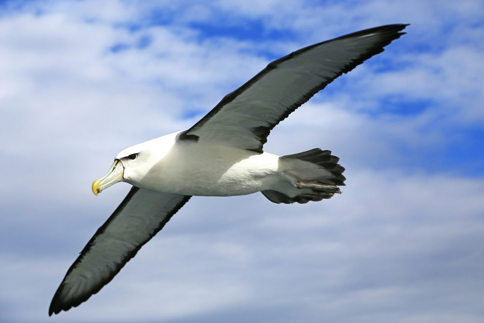 Meet the animal that challenges the limits of longevity