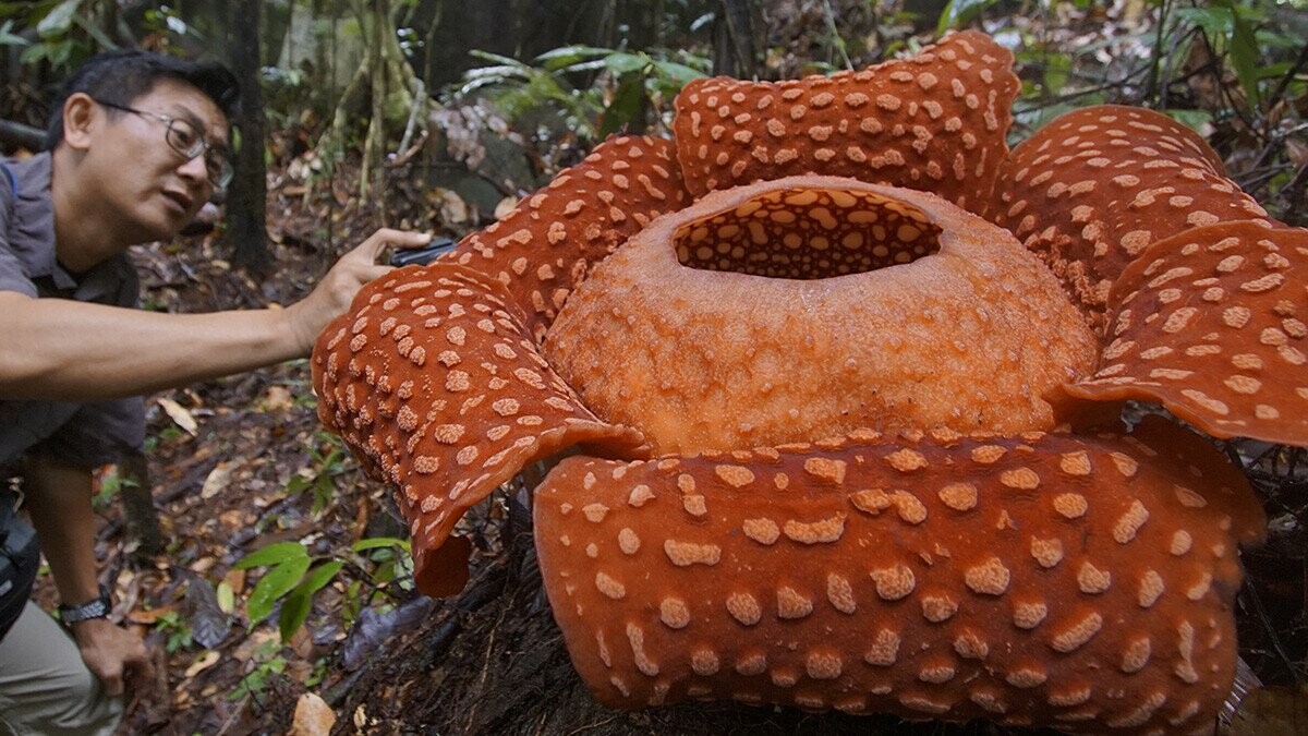 32 Fun Facts That Are a Slam Dunk to Know