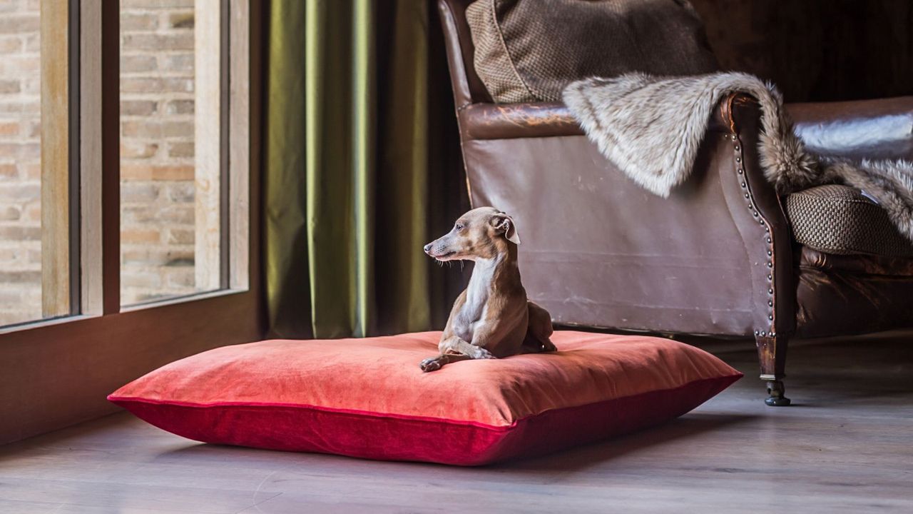 I love my dogs, but I never let them in the bed – and sleep scientists ...
