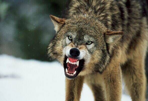 Horror as wolf attacks 6-year-old in front of mother in terrifying ordeal