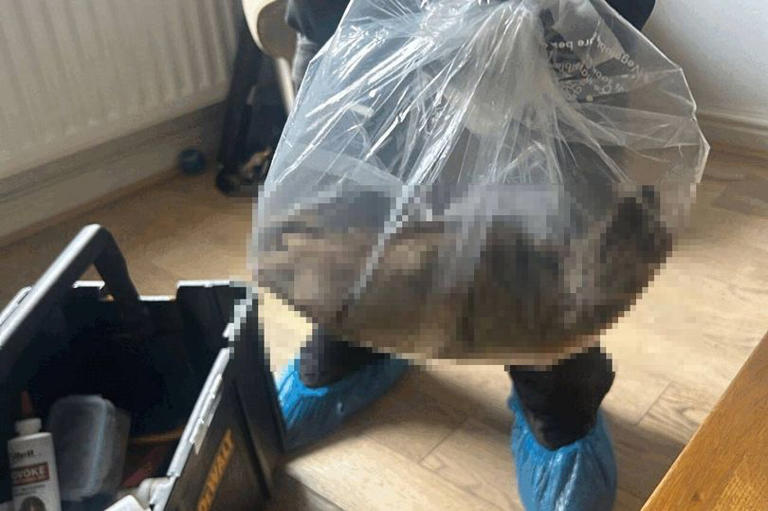 Grim warning issued as giant rat 'size of small cat' leaves Yorkshire ...