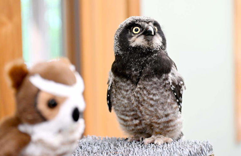 New Northern Hawk Owl chick marks several firsts at Shaver's Creek. How ...