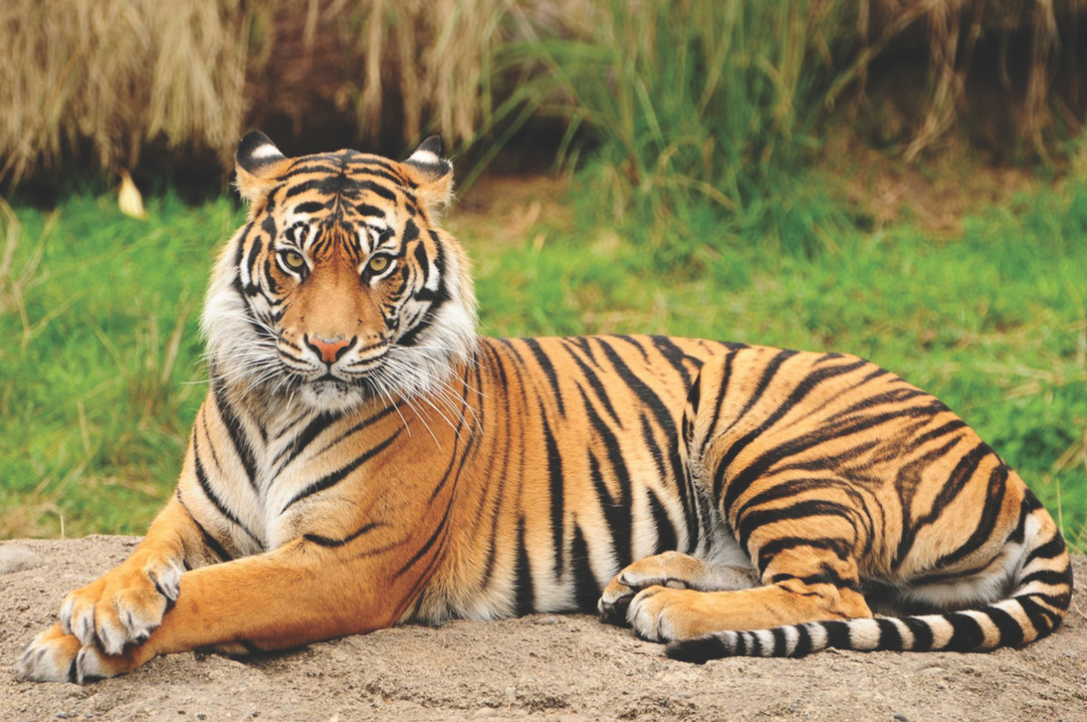 80 Fierce and Clever Tiger Names That Are Ferocious and Fun