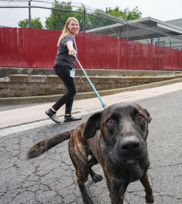 Oregon Humane Society welcomes 16 dogs from Texas after floods
