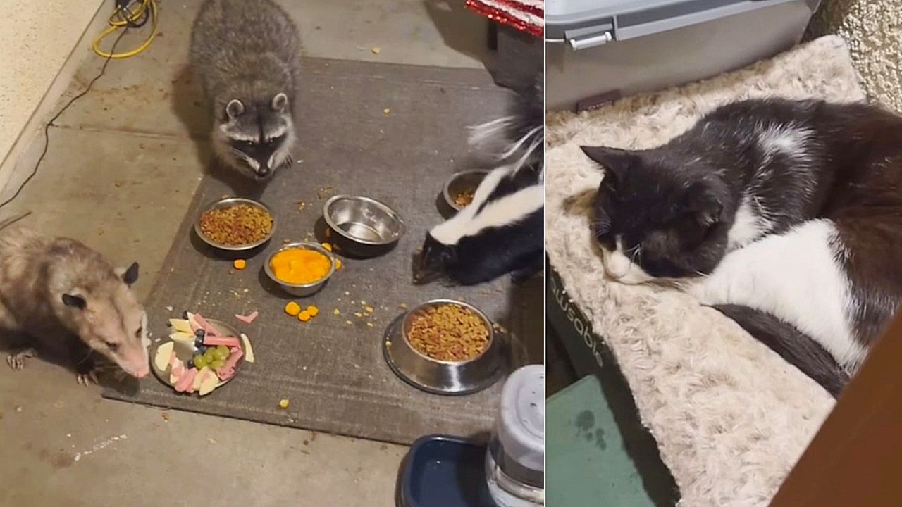 Bizarre bunch: Unlikely animal friends meet up for mealtime