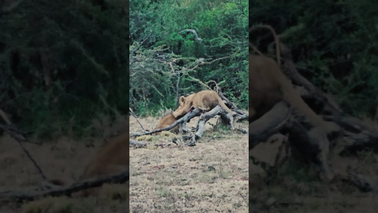 Adorable Lion Cubs Practice Hunting Through Play