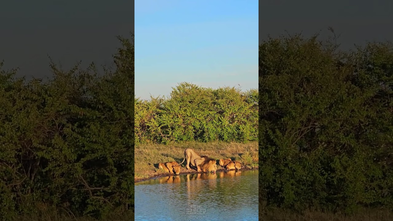 Big cats drink together at Mara watering hole